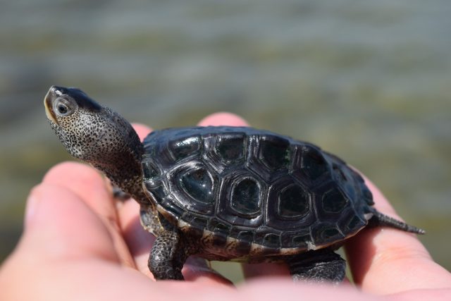 John Wnek's Mission in New Jersey: Championing Diamondback Terrapin ...